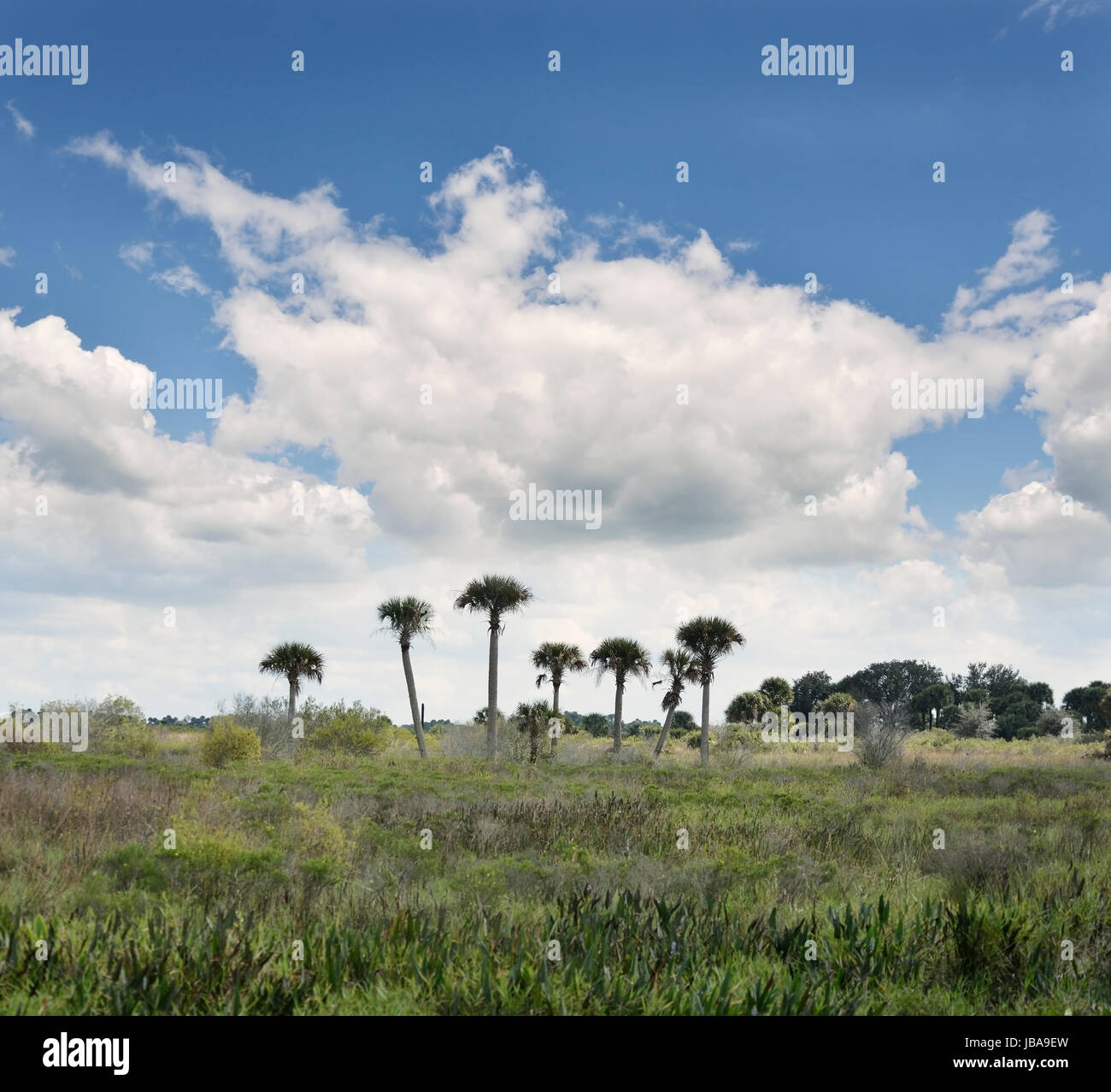 Florida Wetlands Landscape With A Beautiful Sky Stock Photo - Alamy