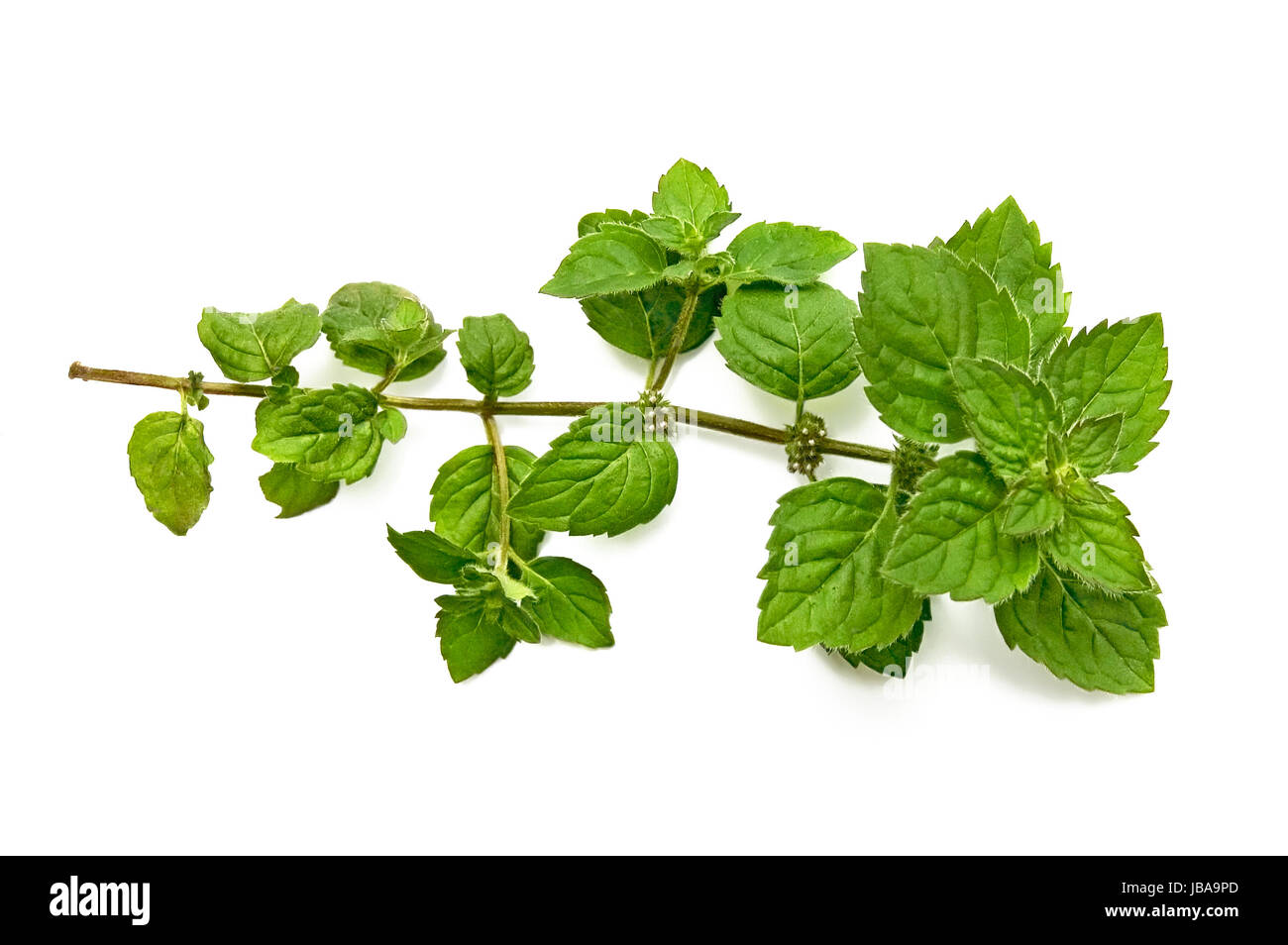 A green sprig of mint isolated on white background Stock Photo - Alamy