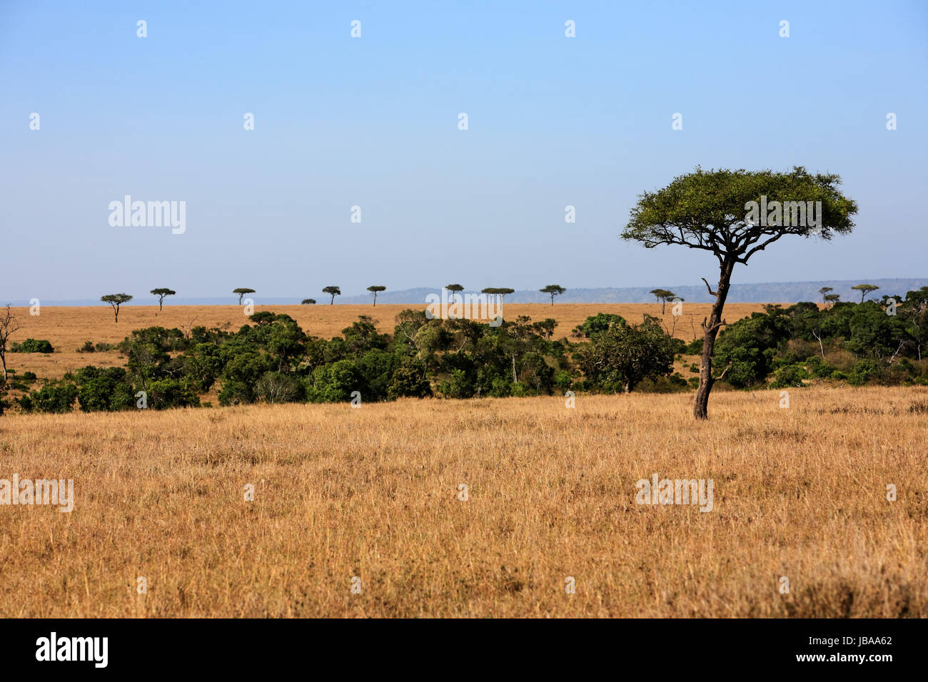 beautiful plains of the Masai Mara reserve in Kenya Africa Stock Photo ...