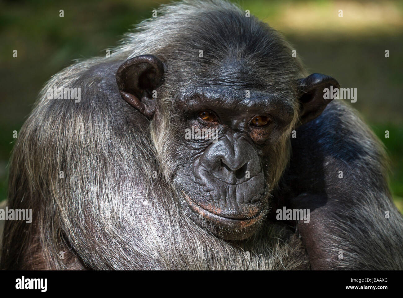 Chimpanzee with grey hair hi-res stock photography and images - Alamy