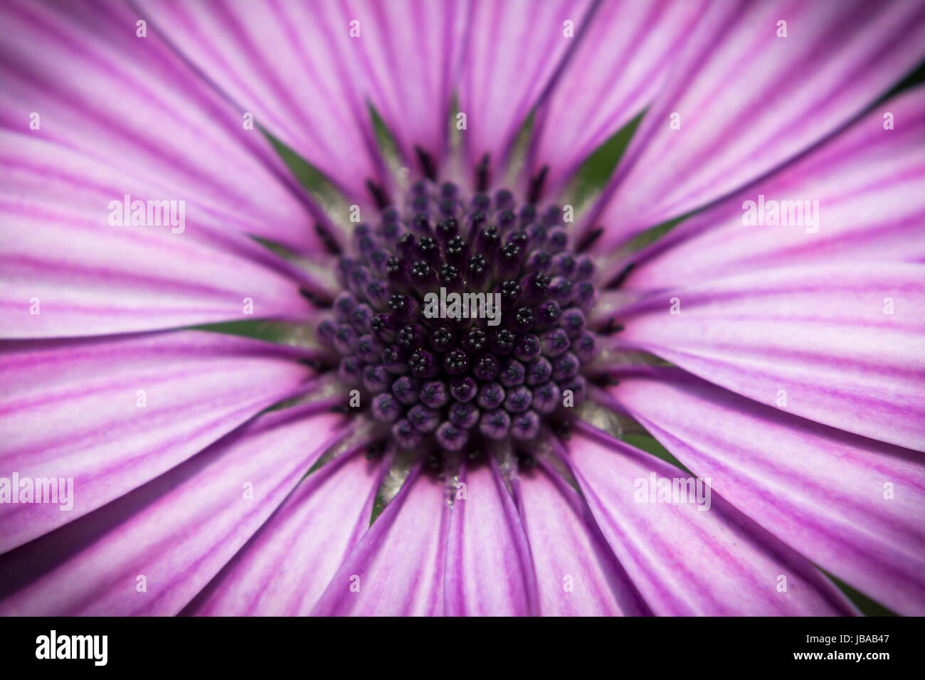 Detail to the petals pistil and stamen of a daisy Stock Photo - Alamy