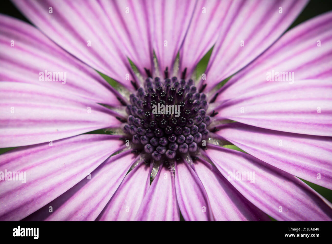 Detail to the petals pistil and stamen of a daisy Stock Photo - Alamy