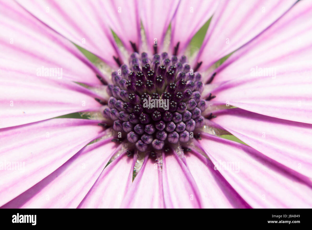 Detail to the petals pistil and stamen of a daisy Stock Photo - Alamy