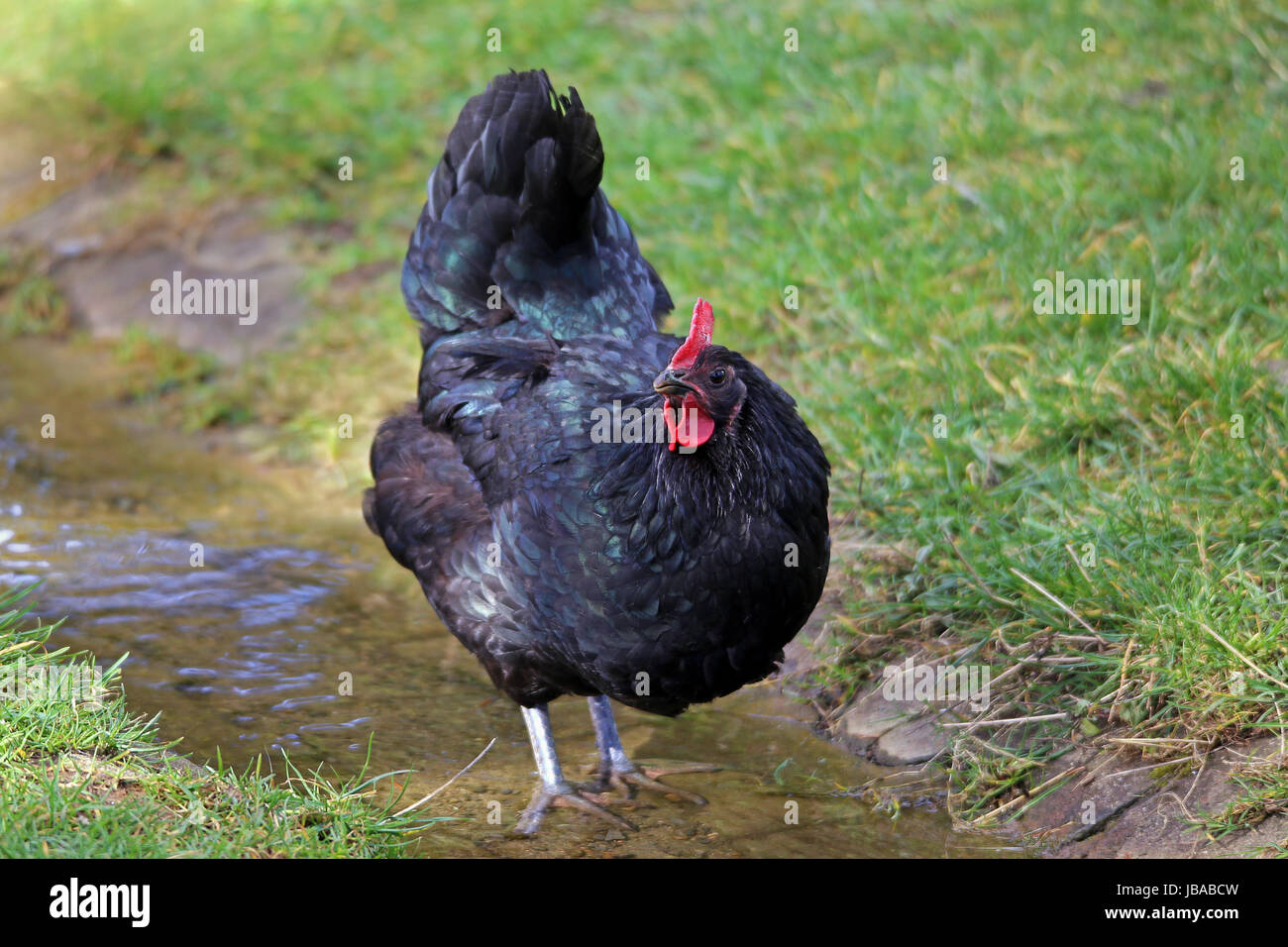 jetblack deep black Stock Photo - Alamy
