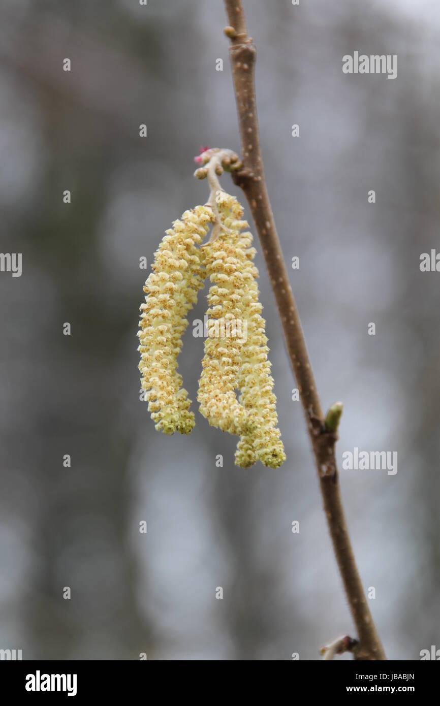 Hazelnut eyes hi-res stock photography and images - Alamy