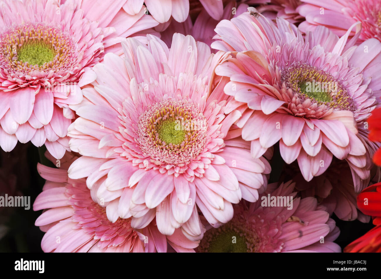 Large pink flower gerbera Stock Photo - Alamy
