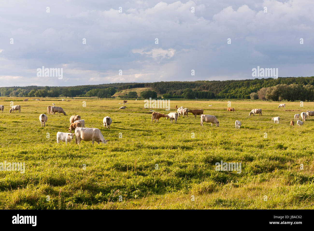Rinderherde im Oderbruch, Deutschland, Cattle herd in Germany Stock ...