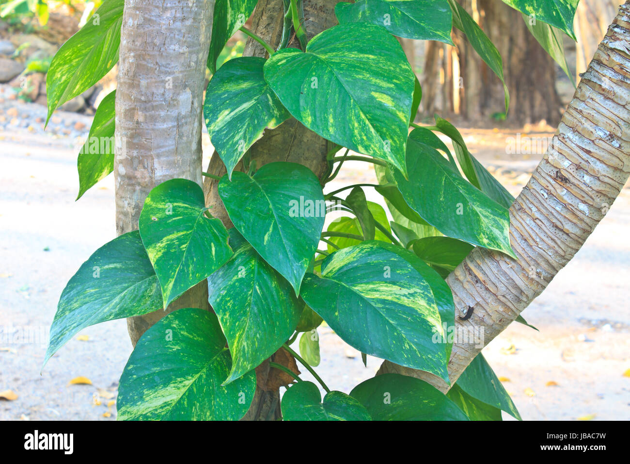 Pothos plant hi-res stock photography and images - Alamy