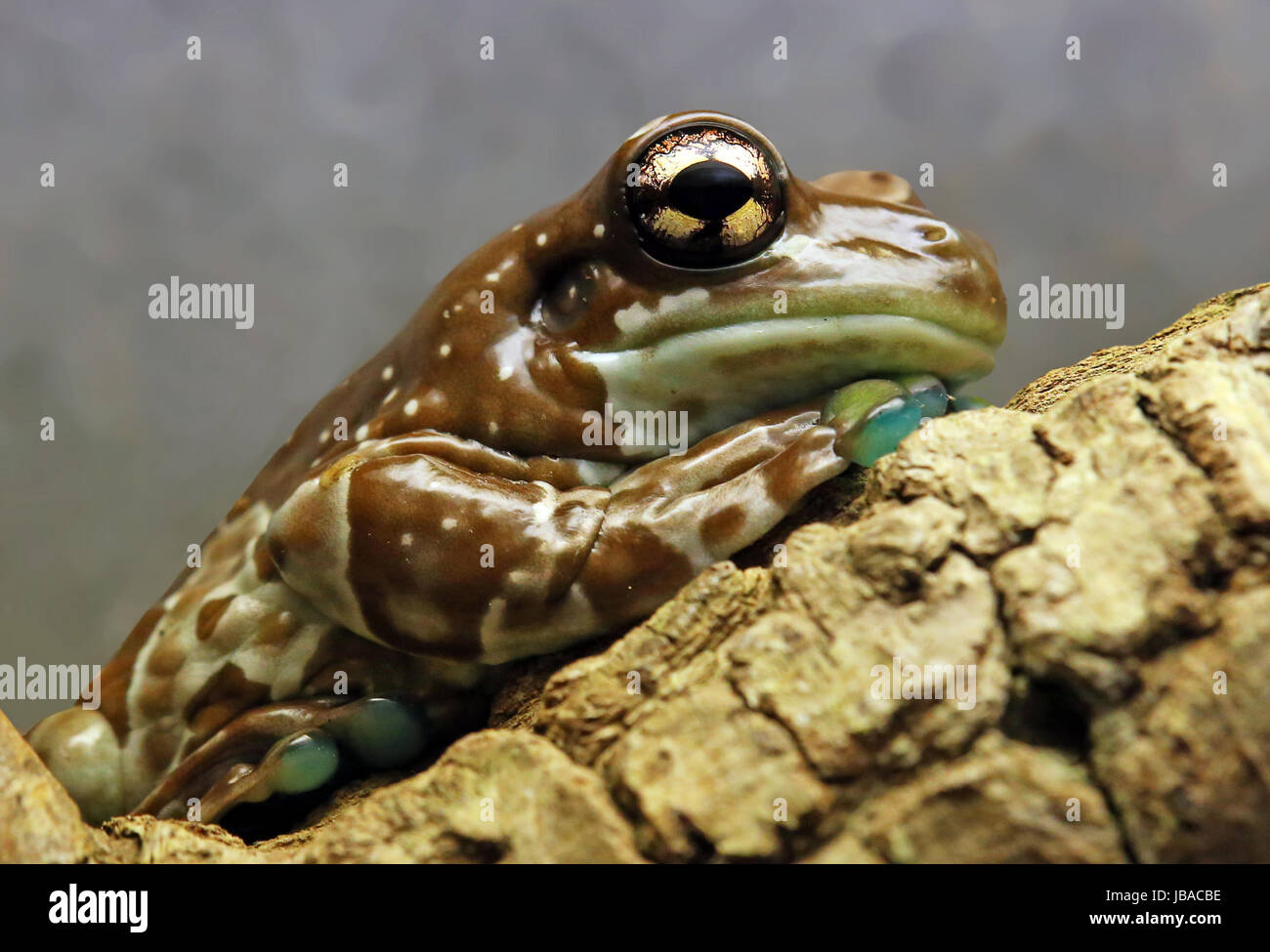 Frog feet hi-res stock photography and images - Alamy