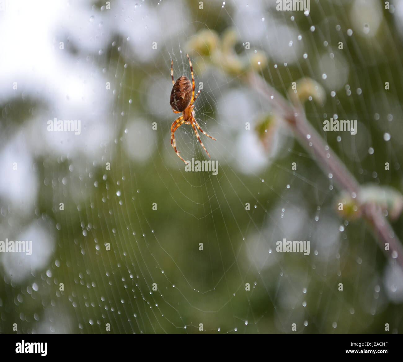 Insect senses hi-res stock photography and images - Alamy