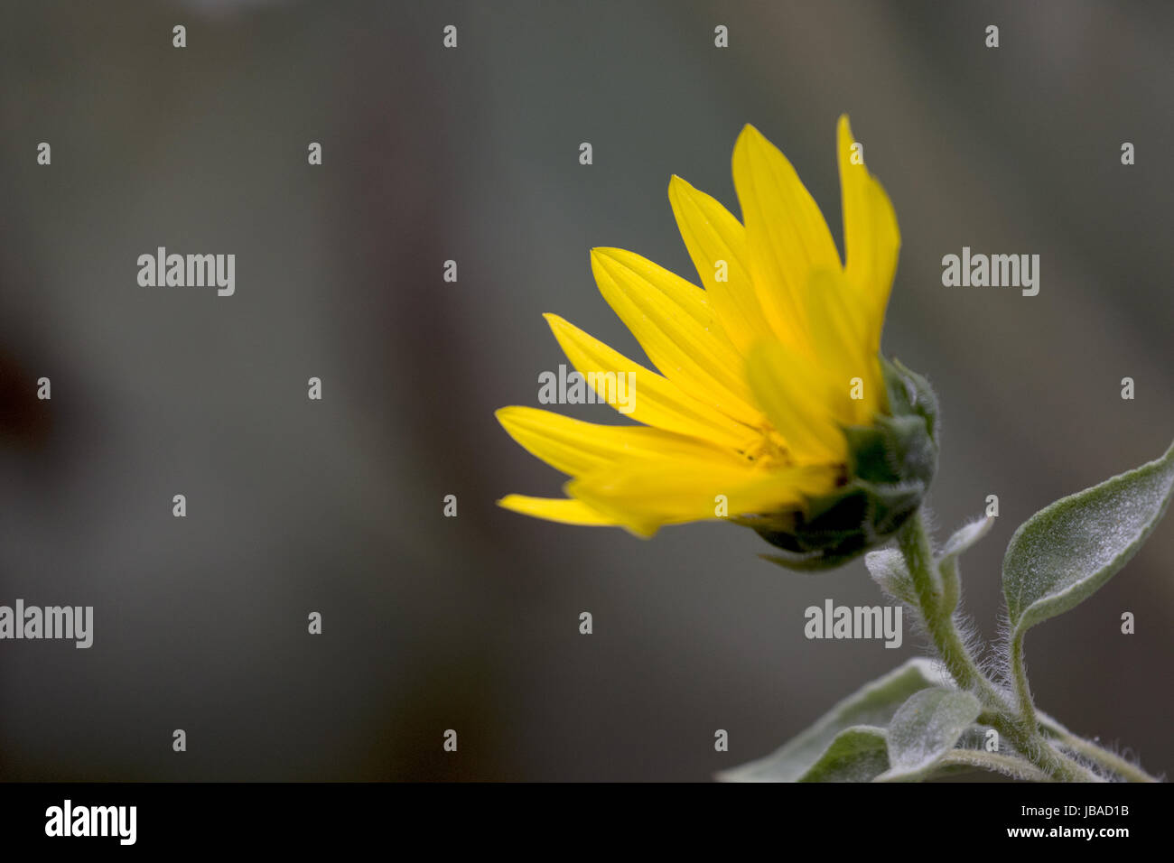 Sunflower in Spring. June 2017 - Los Angeles, California USA Stock ...