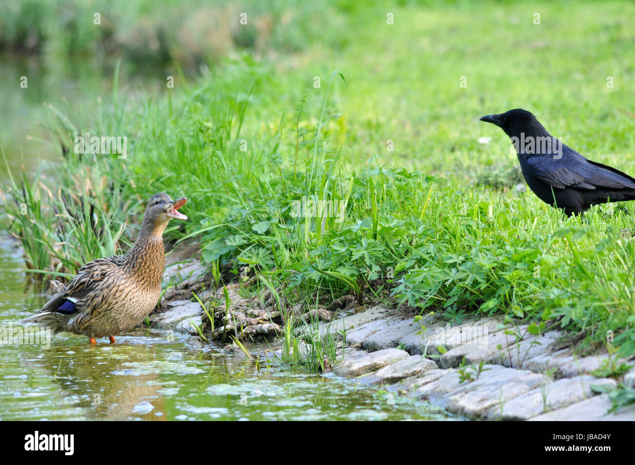 Raven attack hi-res stock photography and images - Alamy