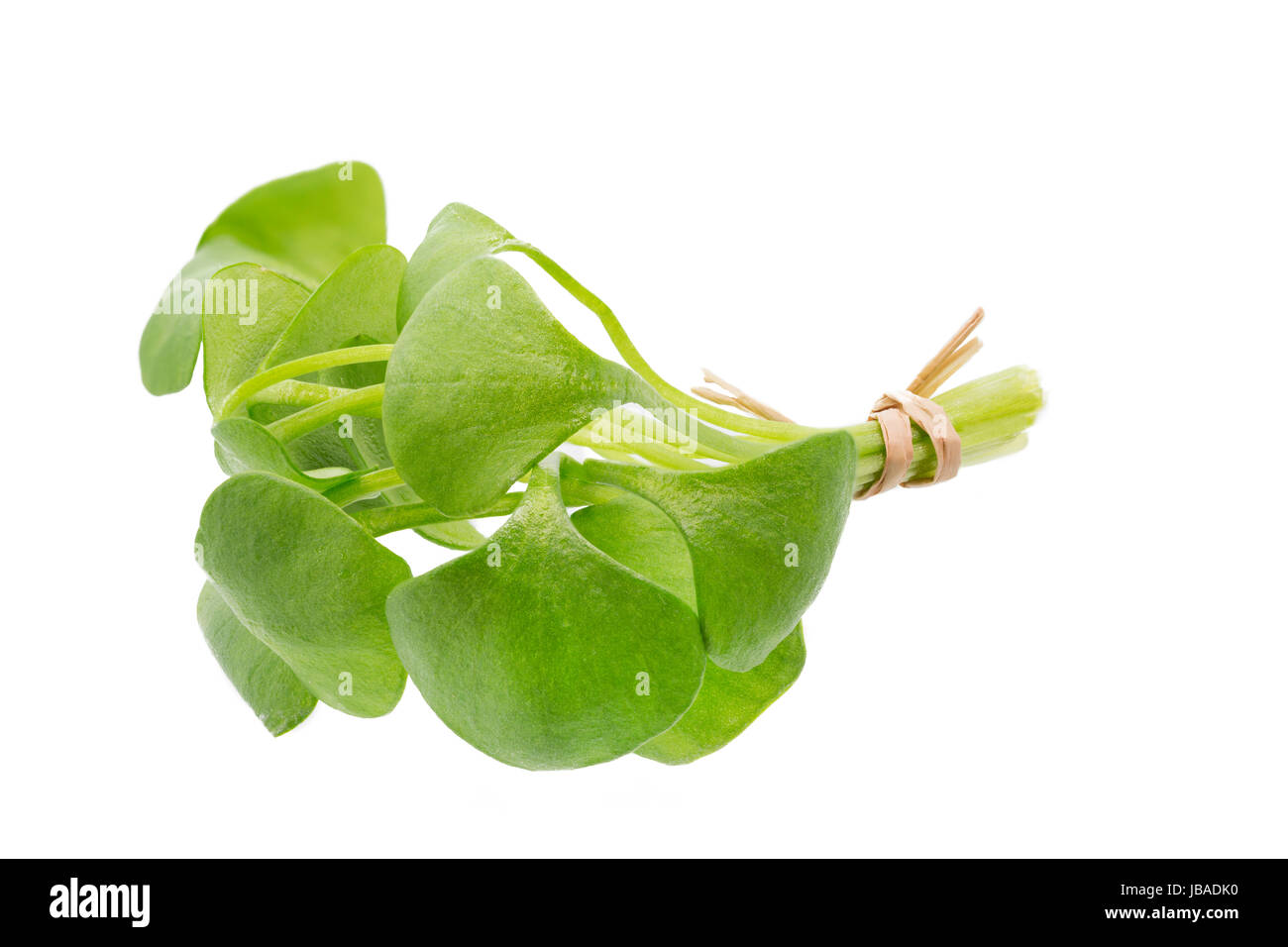 Portulaca oleracea Cut Out Stock Images & Pictures - Alamy
