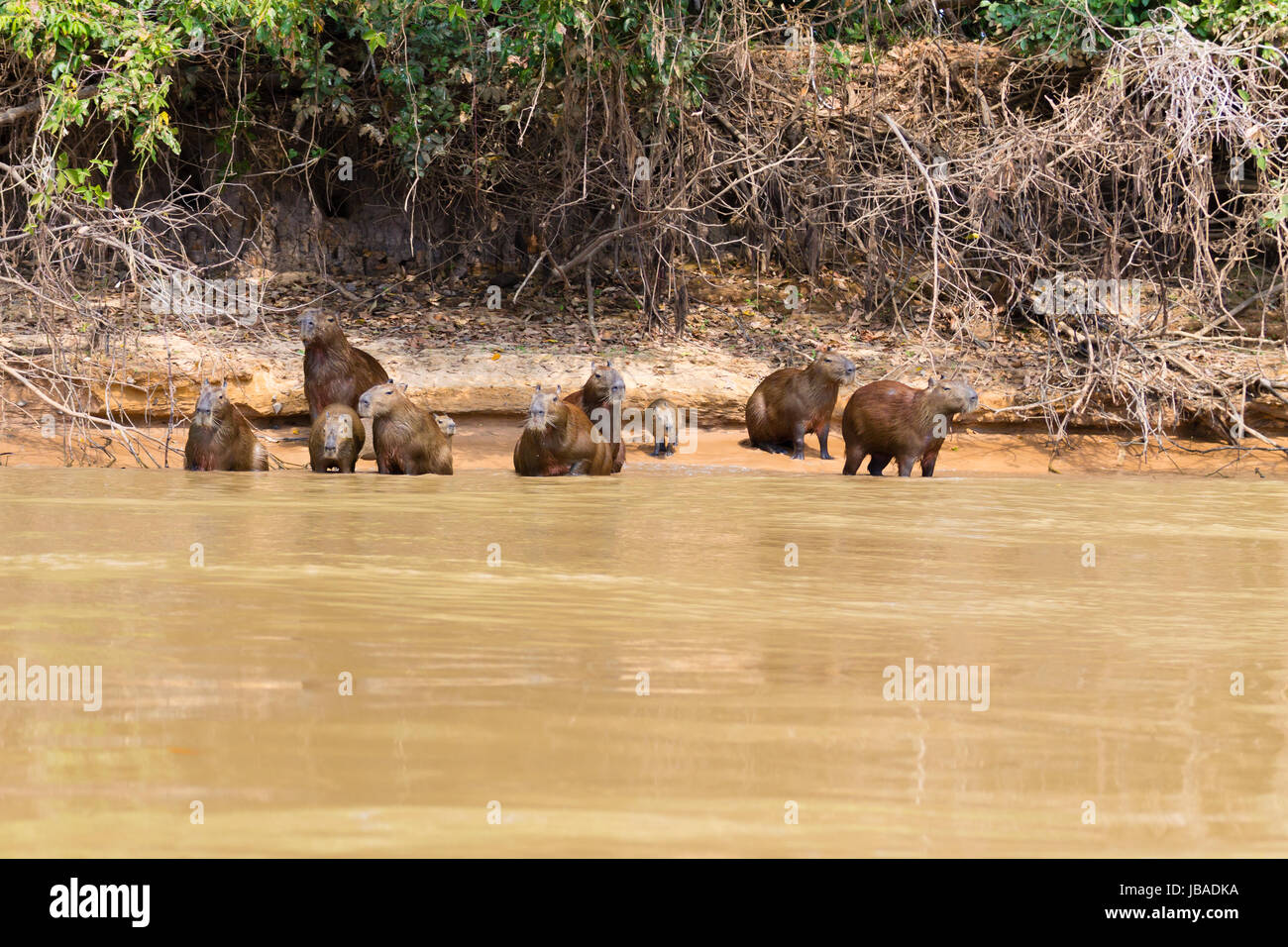 Herd of Capybara on riverbank from Pantanal, Brazil. Brazilian wildlife ...