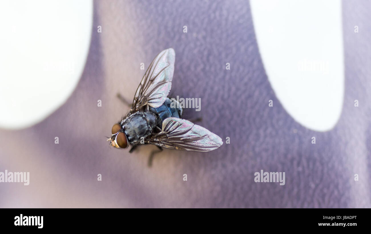 A close up shot of a medium sized common house fly Stock Photo - Alamy