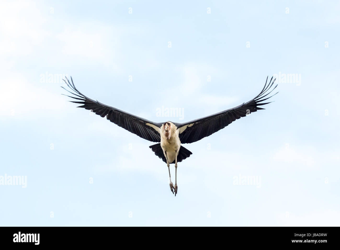 A Marabou Stork scavenger bird in mid flight near lake Koka in Ethiopia ...