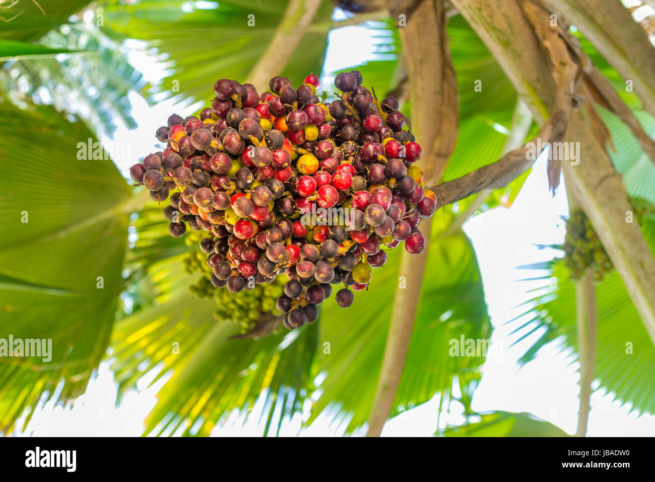 Phoenix dactylifera, also known as date palm, bearing edible sweet ...