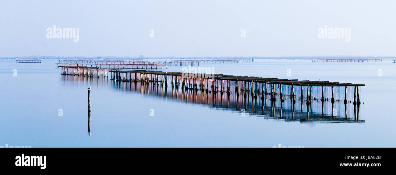 Shellfish farming from Po river lagoon, Italy. Scardovari beach ...