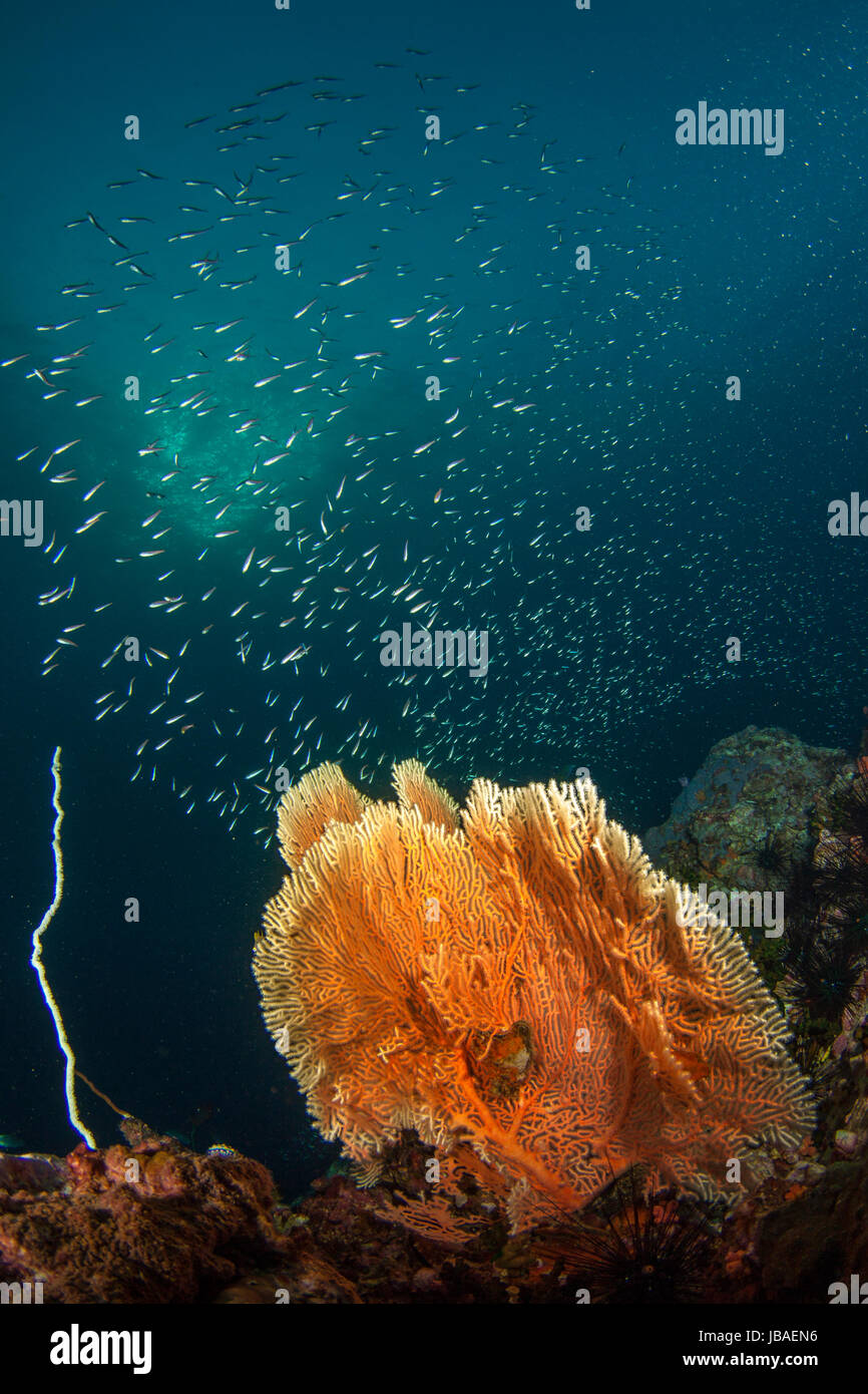 Healthy orange gorgonian sea fan standing tall surrounded by a ...