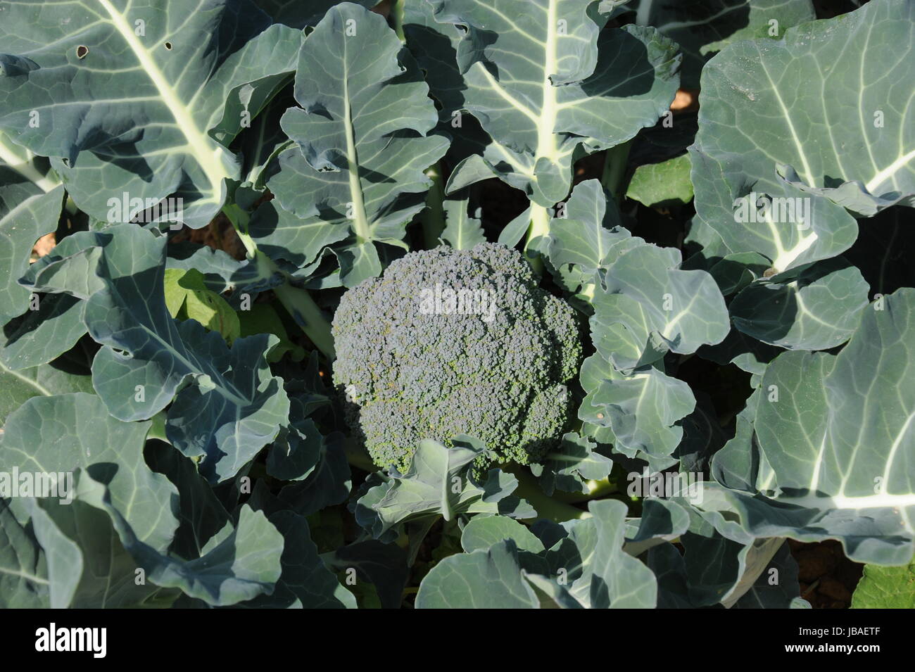 broccoli,broccoli,on the field - spain Stock Photo - Alamy