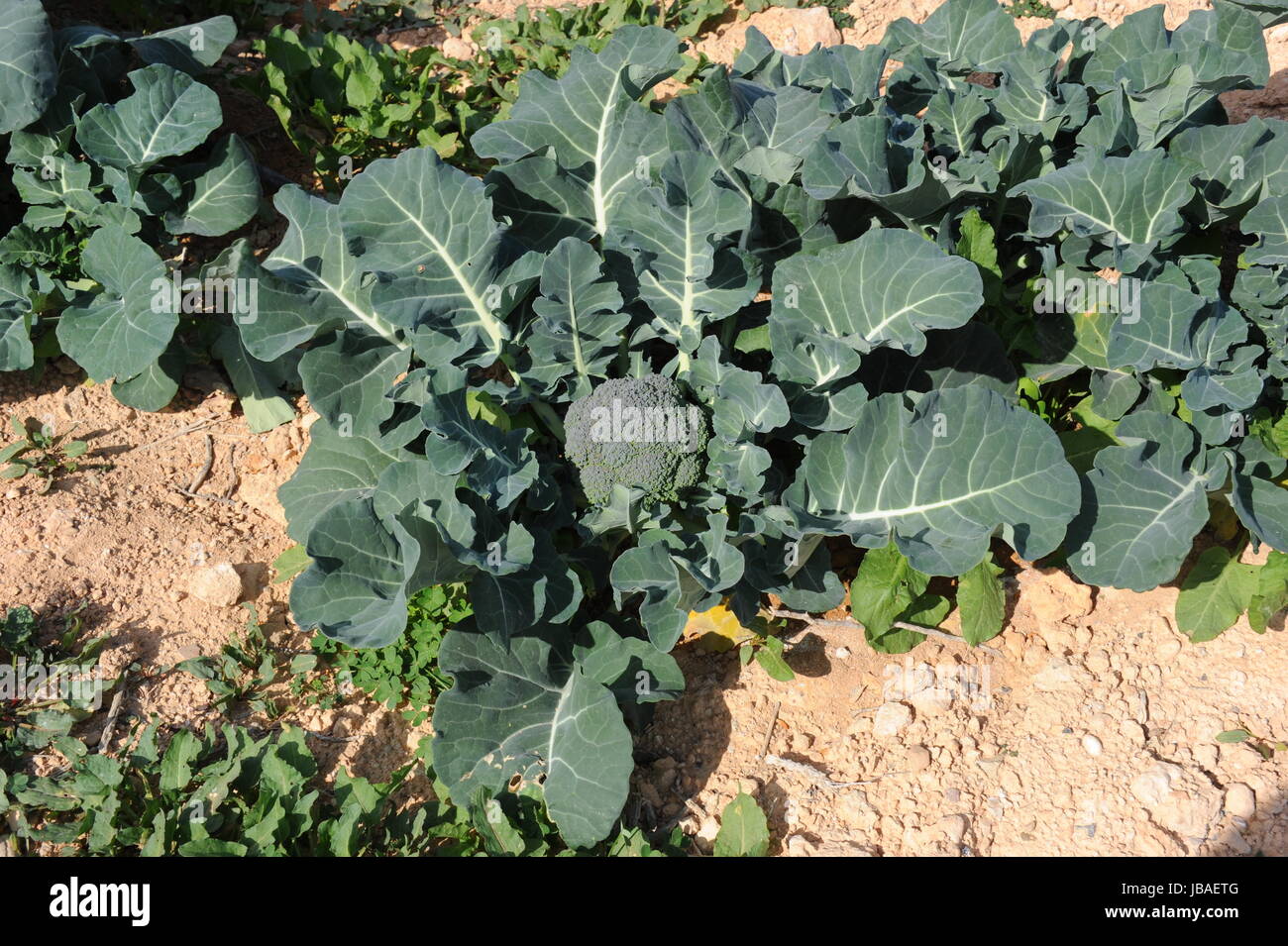broccoli,broccoli,on the field - spain Stock Photo - Alamy