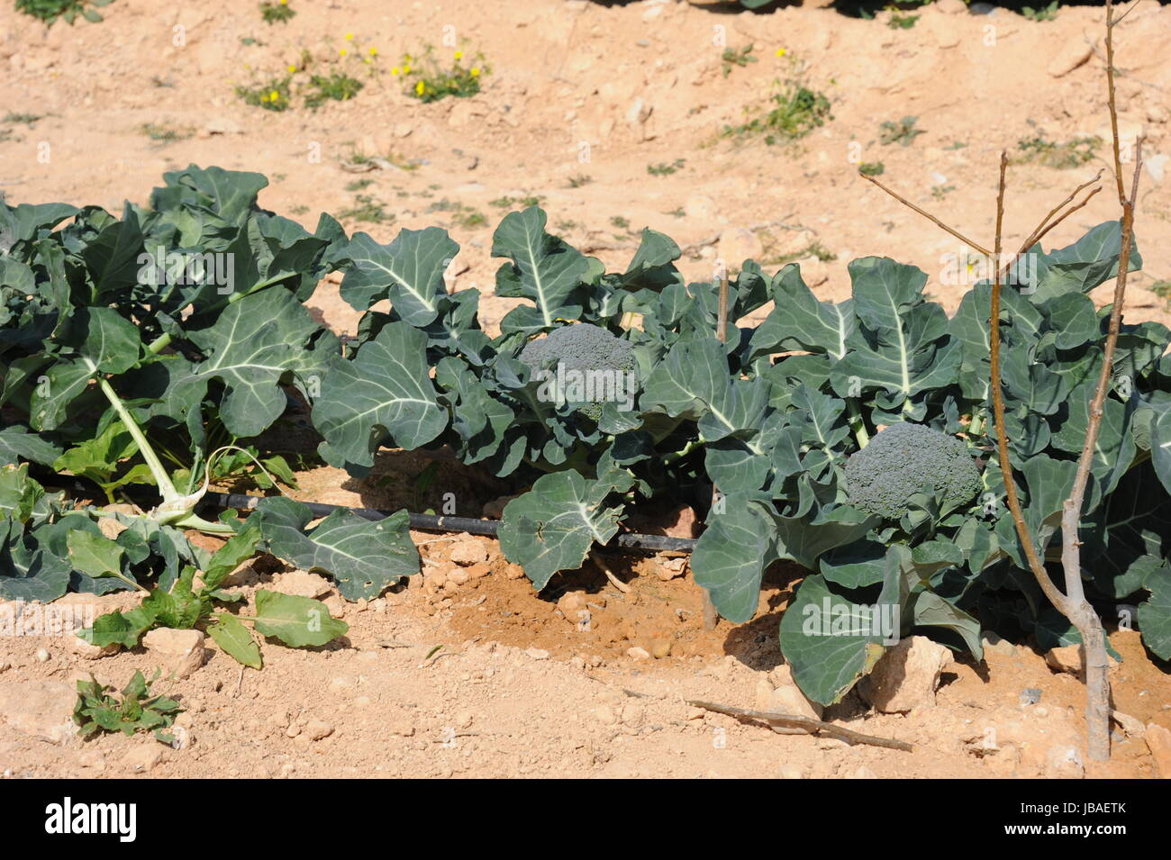 broccoli,broccoli,on the field - spain Stock Photo - Alamy