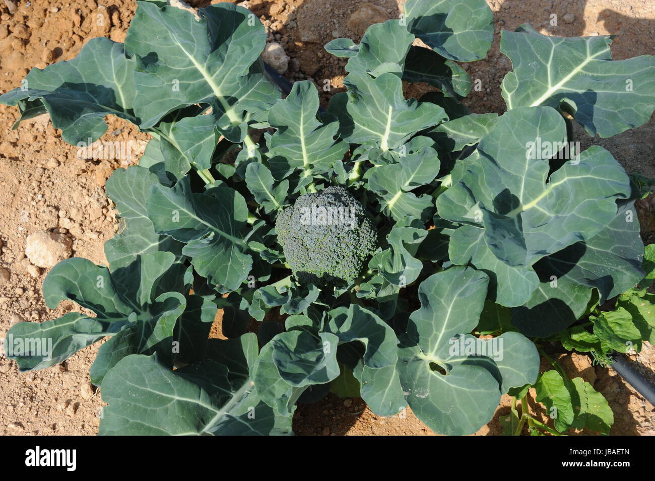 broccoli,broccoli,on the field - spain Stock Photo - Alamy