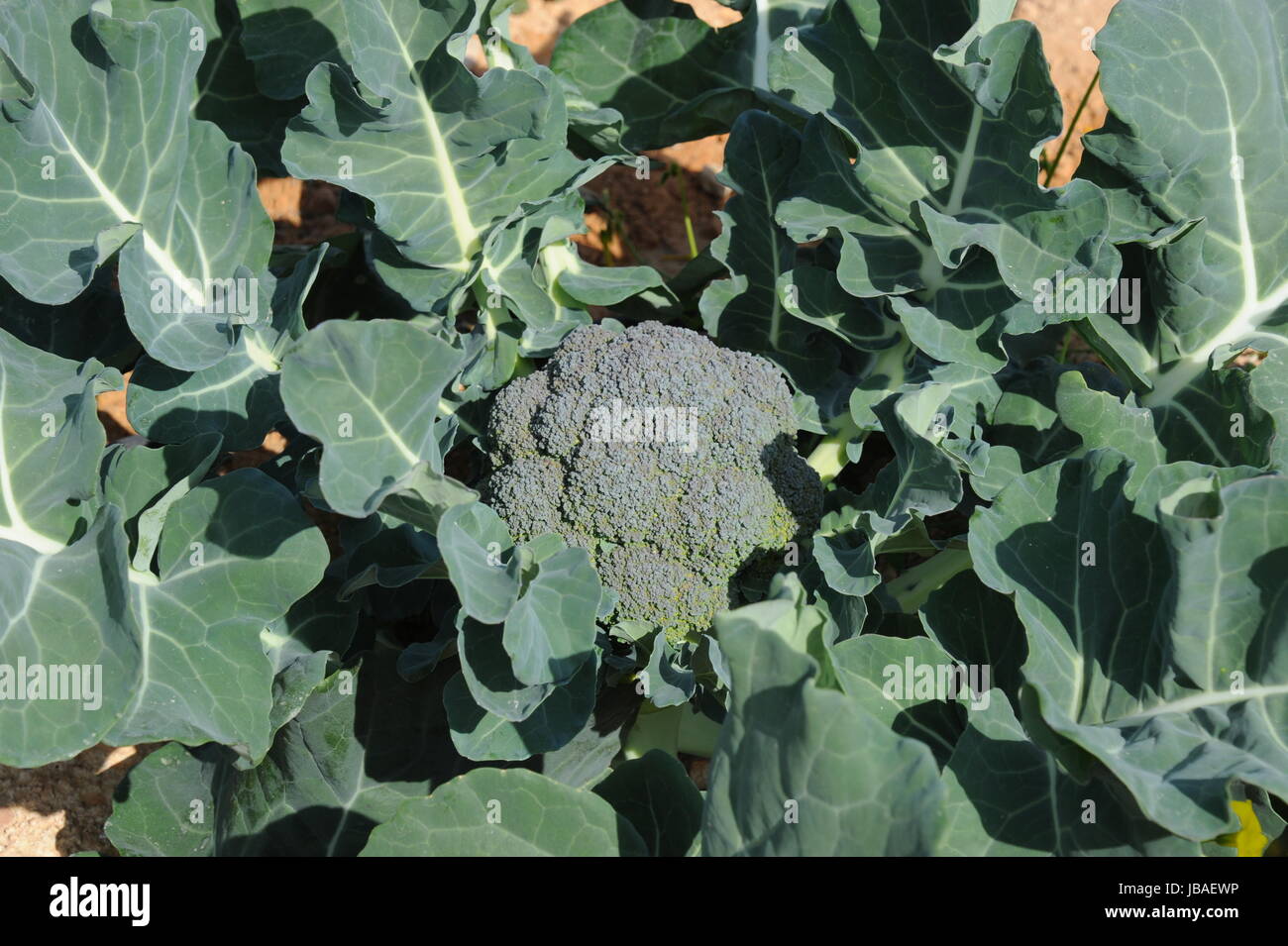 broccoli,broccoli,on the field - spain Stock Photo - Alamy