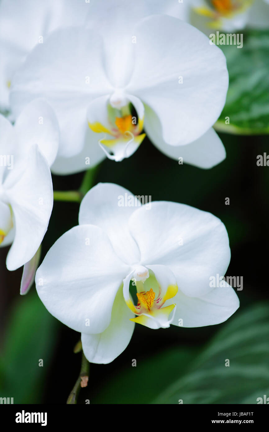 Whte garden hi-res stock photography and images - Alamy