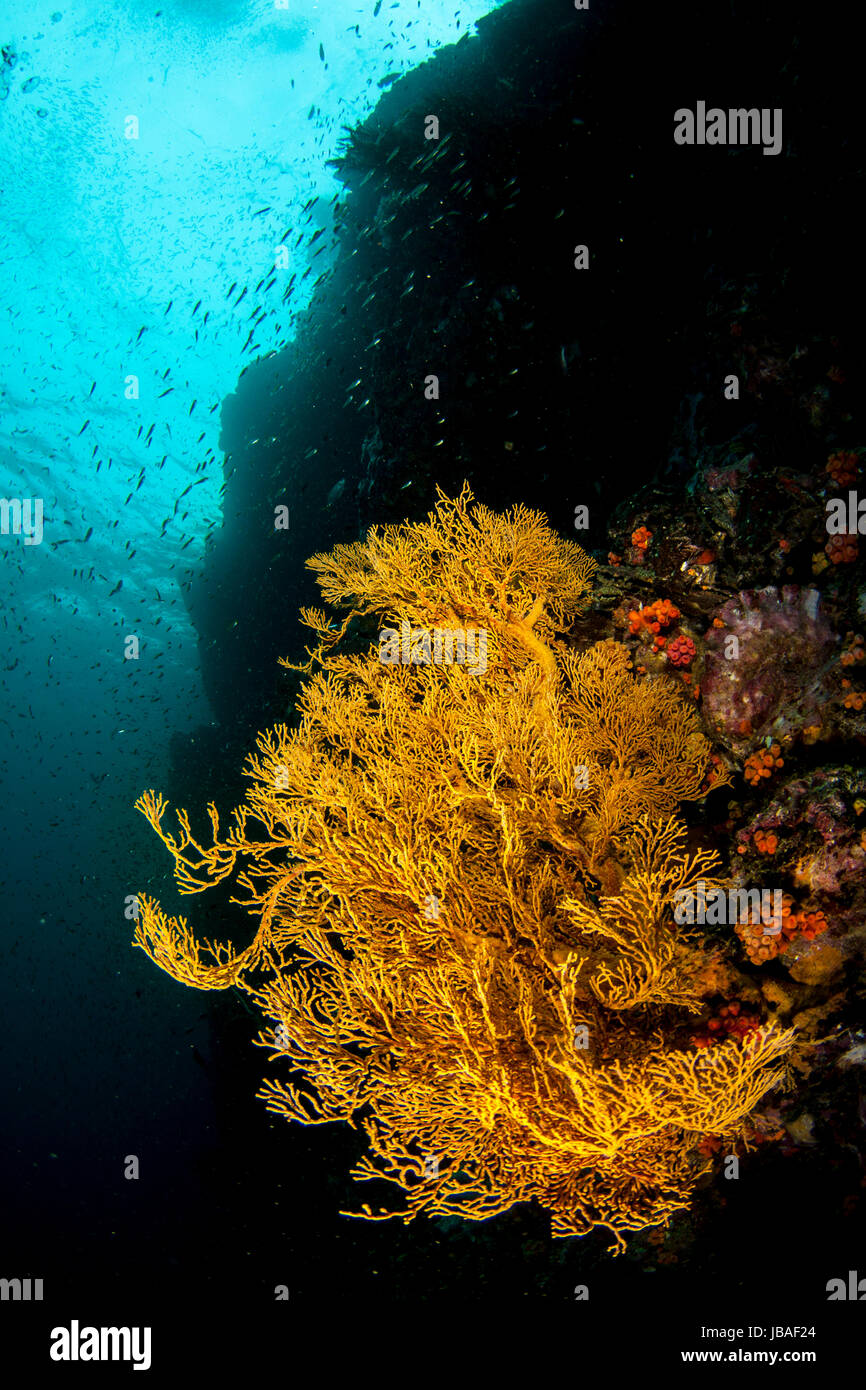 Sea fans hi-res stock photography and images - Alamy