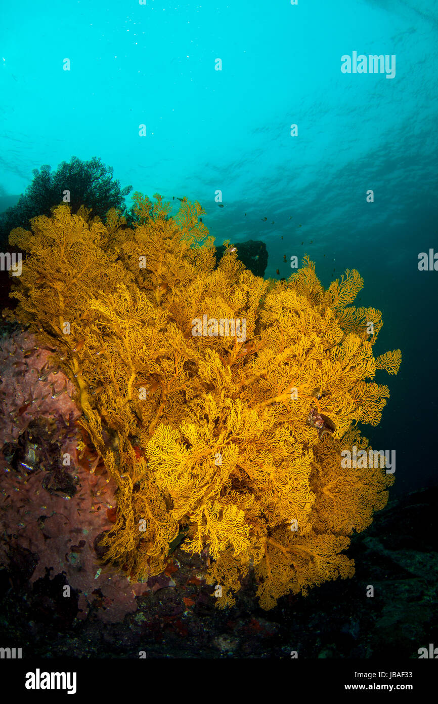 Healthy bright yellow gorgonian sea fans hanging on a wall in the ...