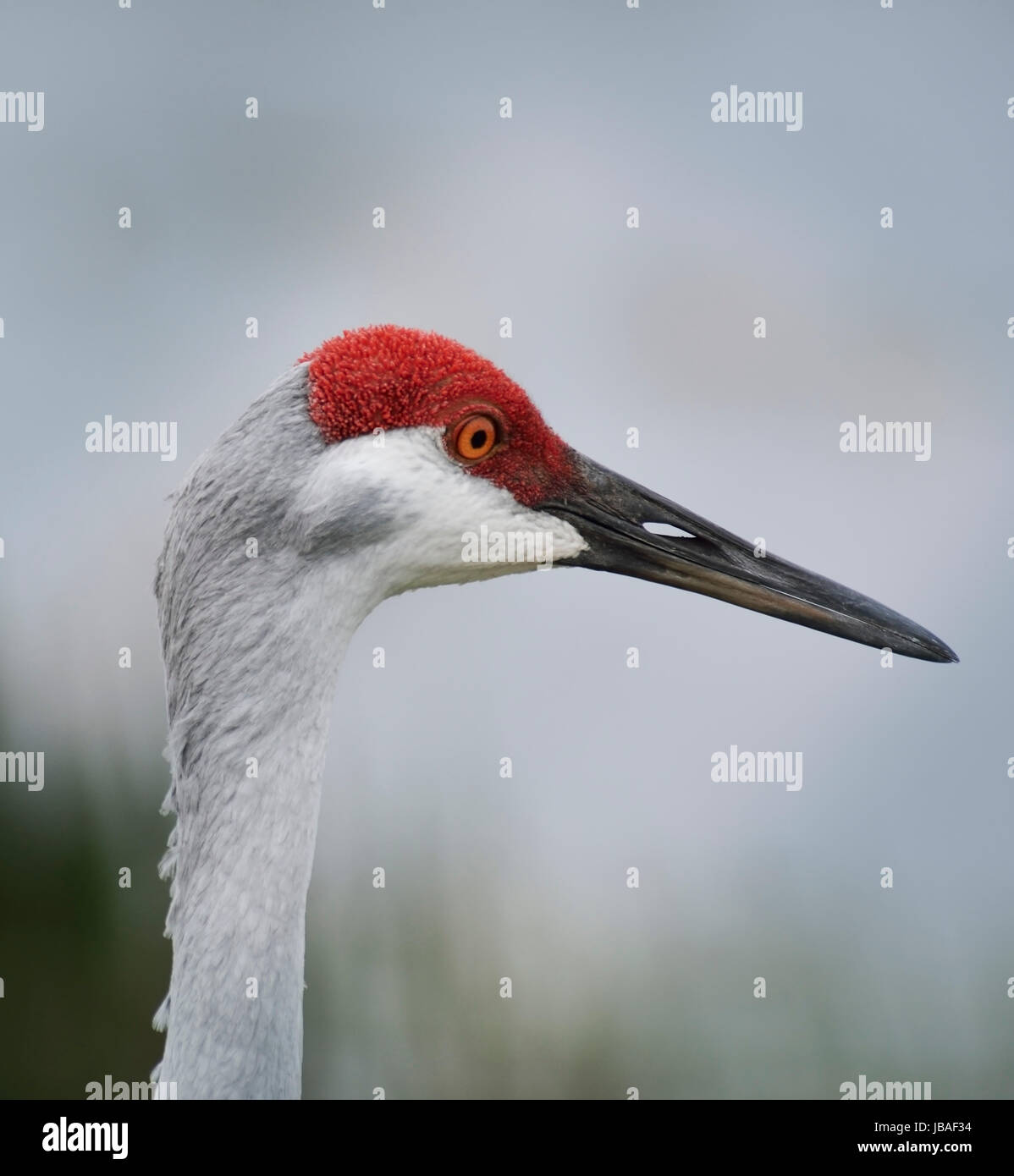 Closeup Of A Sandhill Crane Stock Photo - Alamy