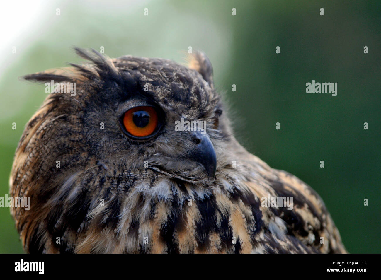 Owl organ hi-res stock photography and images - Alamy