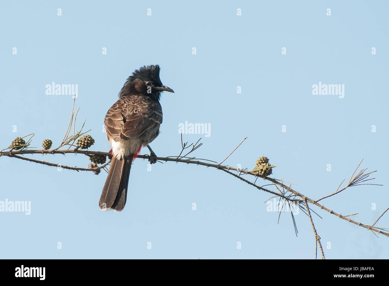 Red vented Bulbul bird (Pycnonotus cafer Stock Photo - Alamy