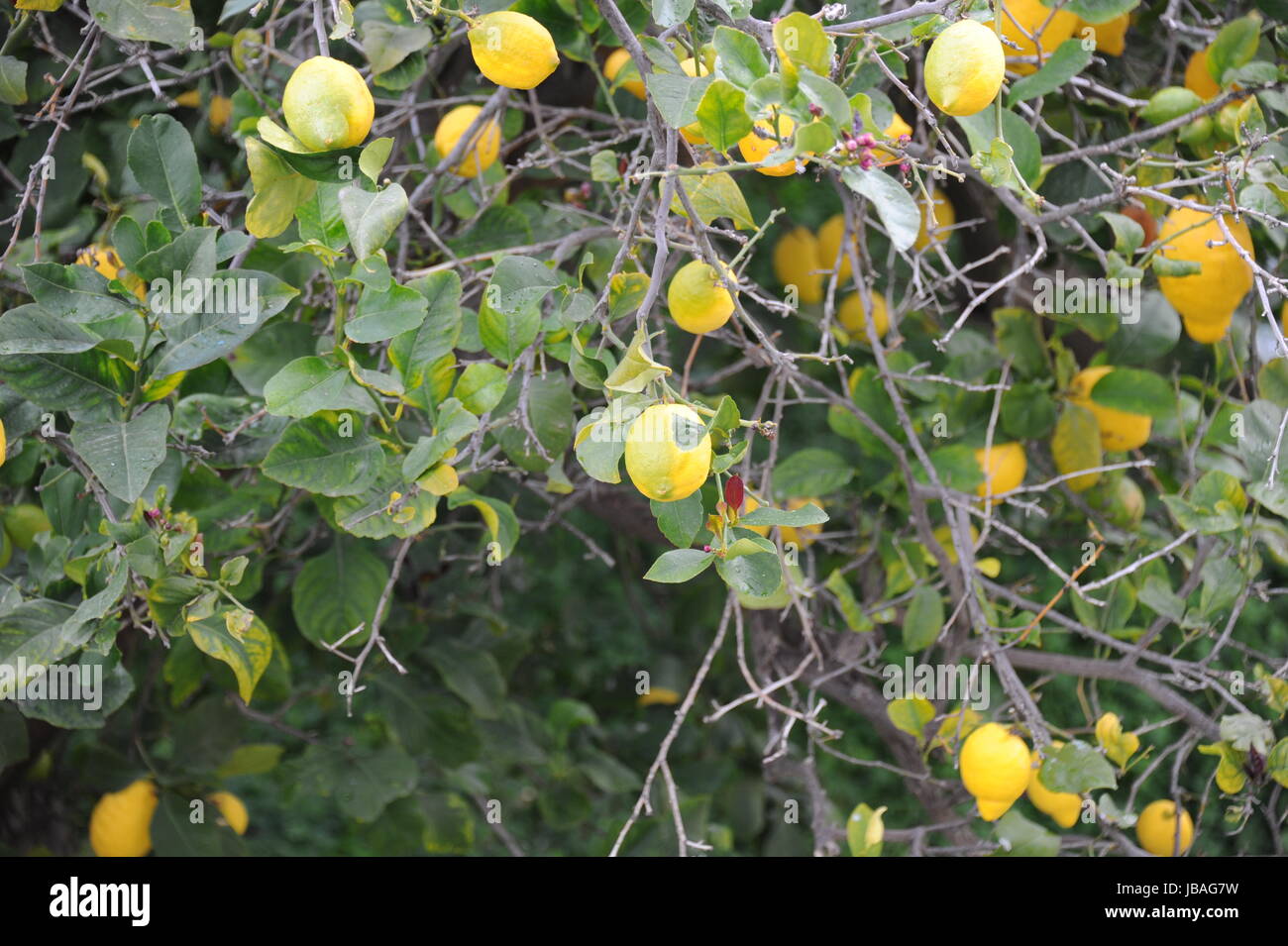 lemon tree at - spain Stock Photo - Alamy