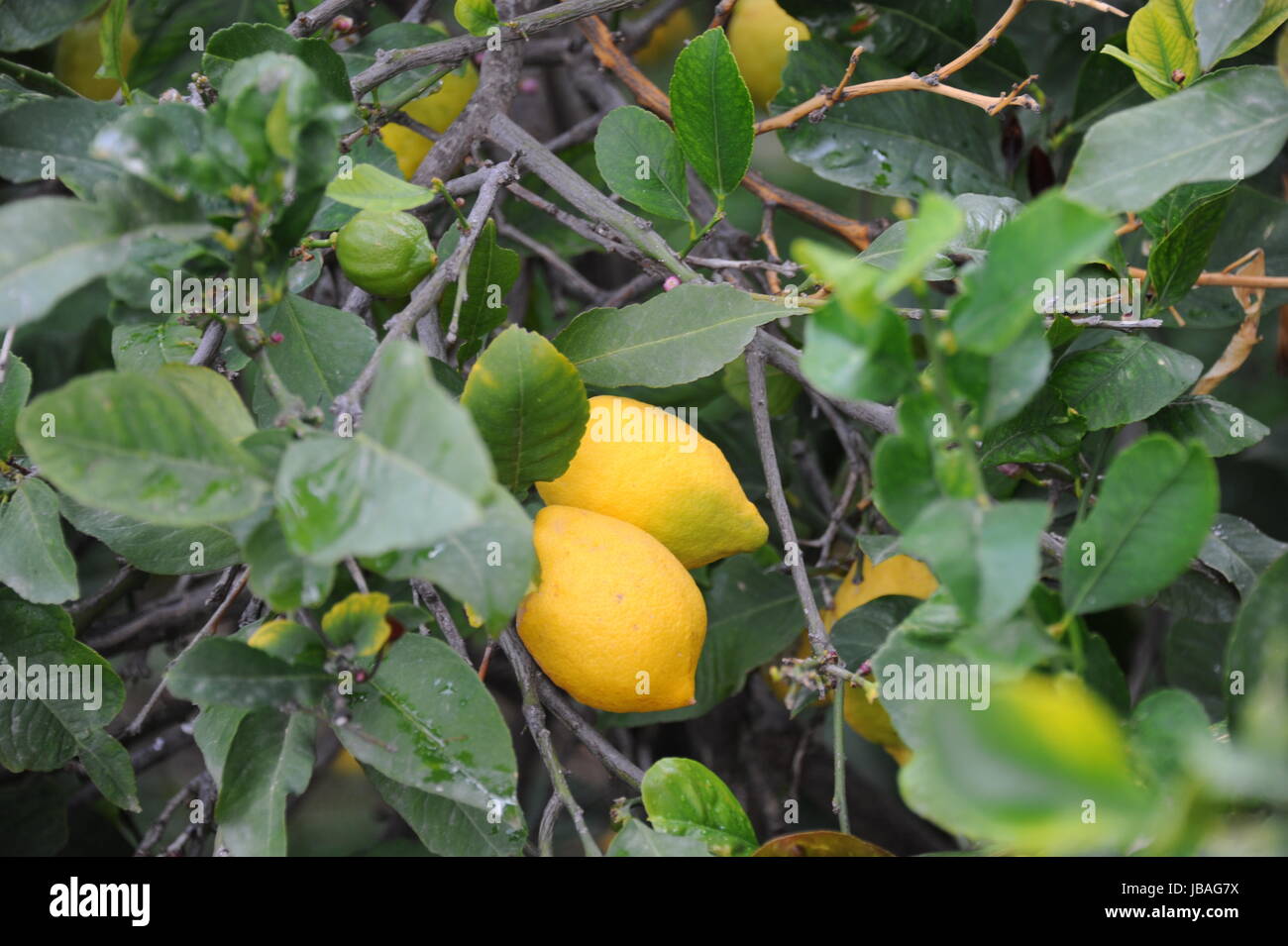 lemon tree at - spain Stock Photo - Alamy
