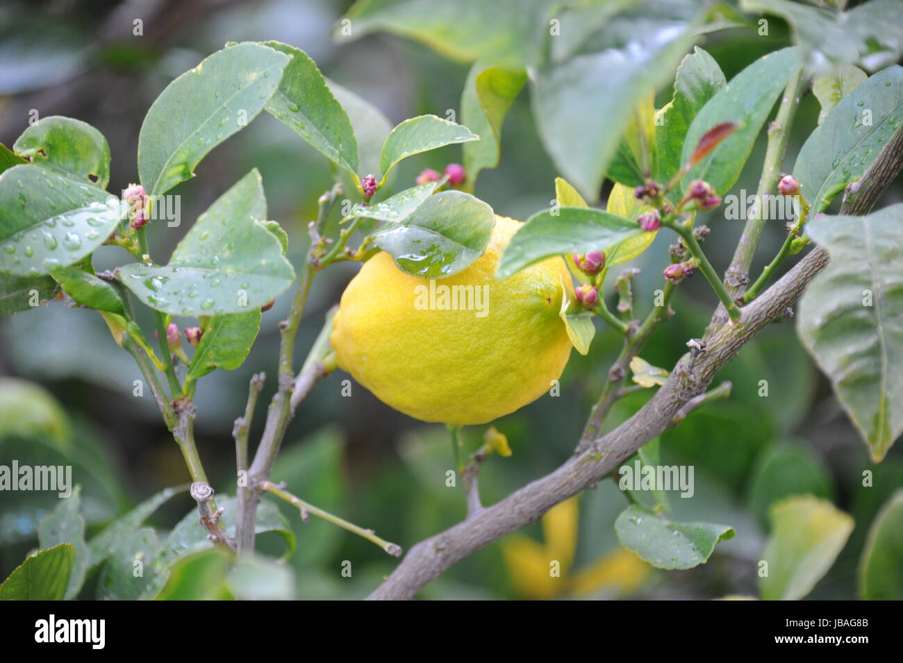 yellow zitronen am baum Stock Photo - Alamy