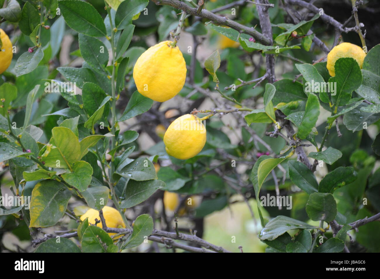 yellow zitronen am baum Stock Photo - Alamy