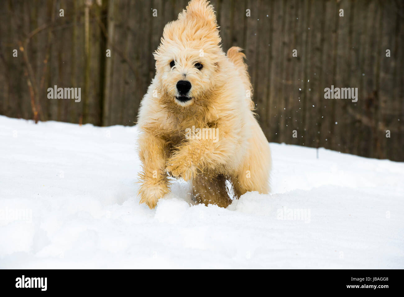 Cute young labradoodle puppy playing in the snow Stock Photo - Alamy