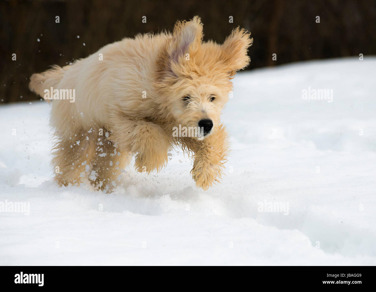 Cute young labradoodle puppy playing in the snow Stock Photo - Alamy