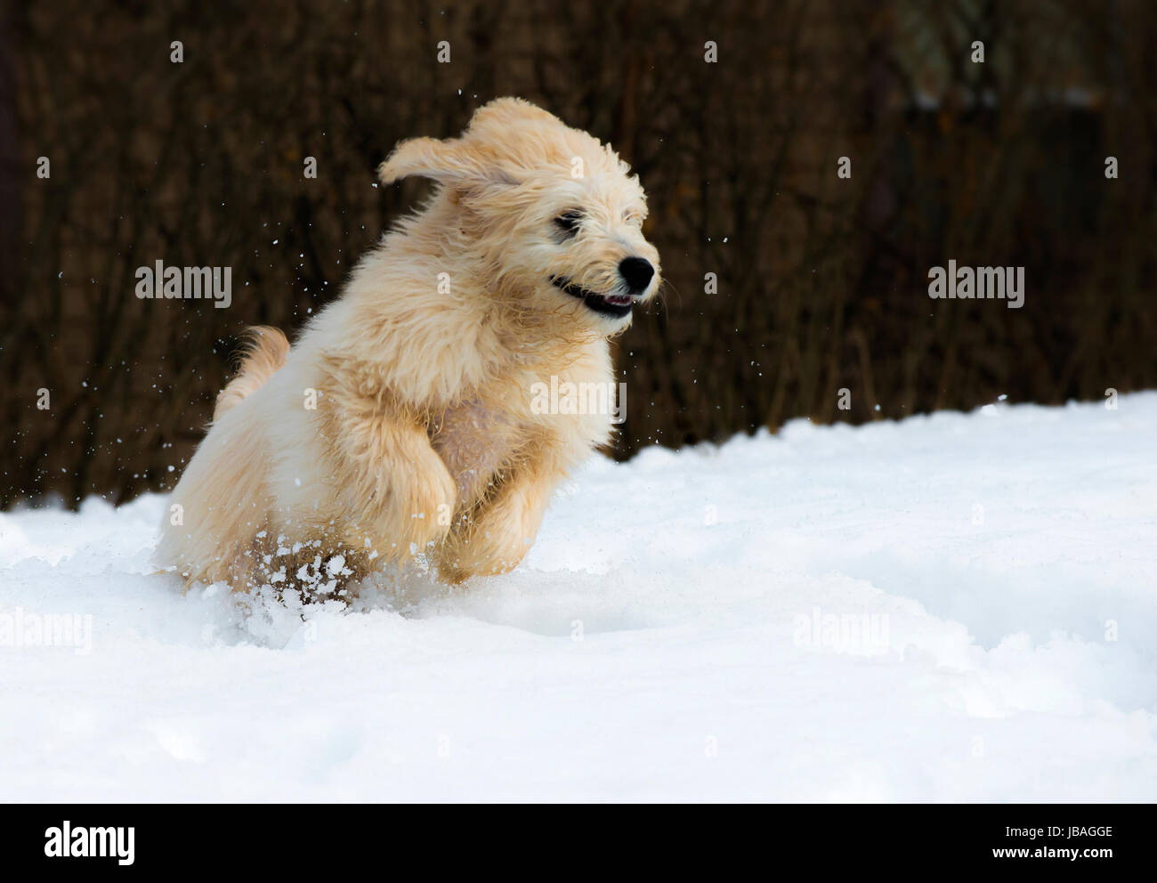 Cute young labradoodle puppy playing in the snow Stock Photo - Alamy