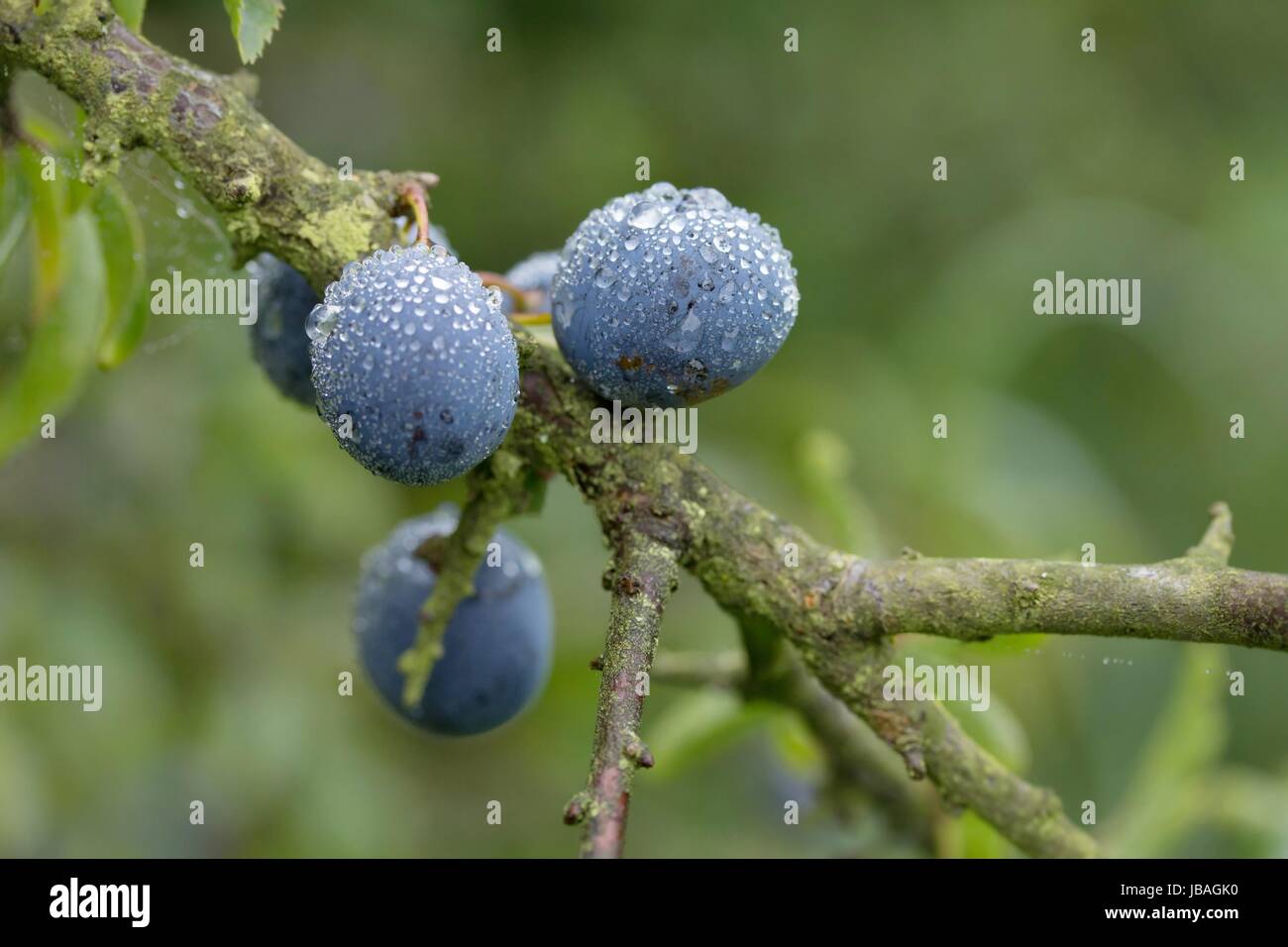 ripe sloes / ripe sloes Stock Photo - Alamy