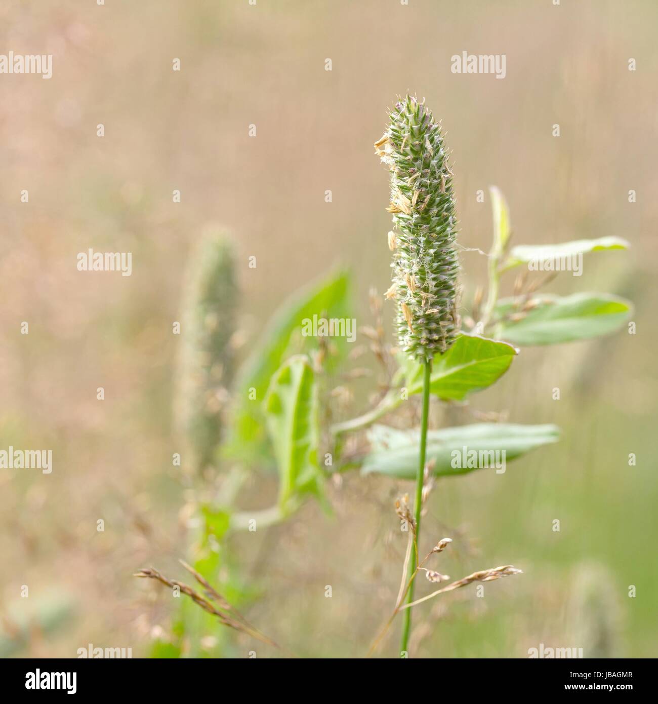 Timothy bird hi-res stock photography and images - Alamy