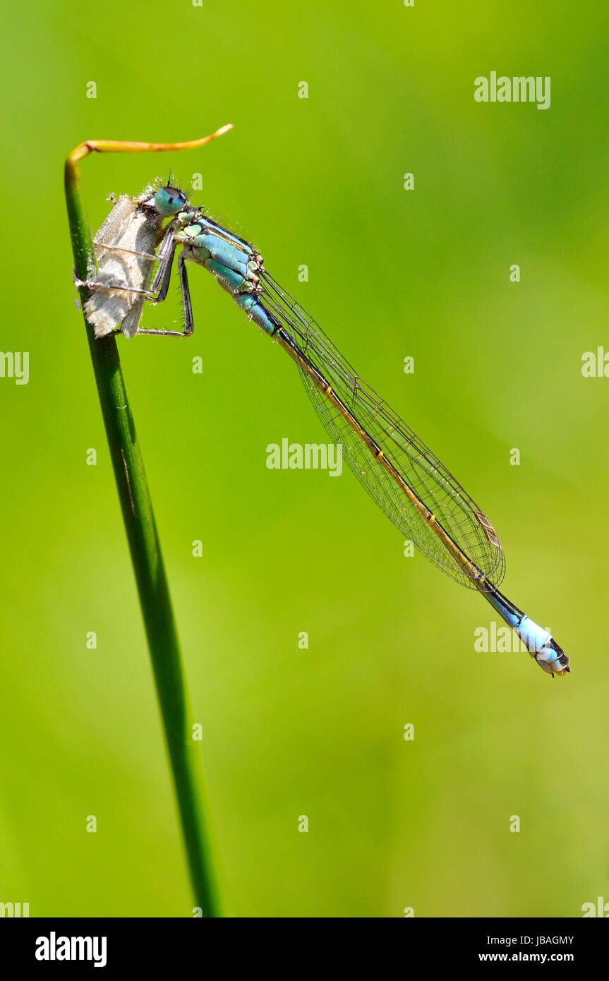 Dragonfly eating butterfly hi-res stock photography and images - Alamy