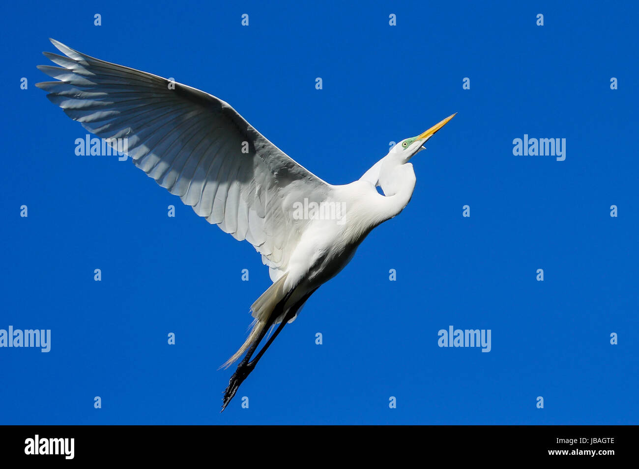 Great Egret (Ardea alba) flying in blue sky Stock Photo - Alamy