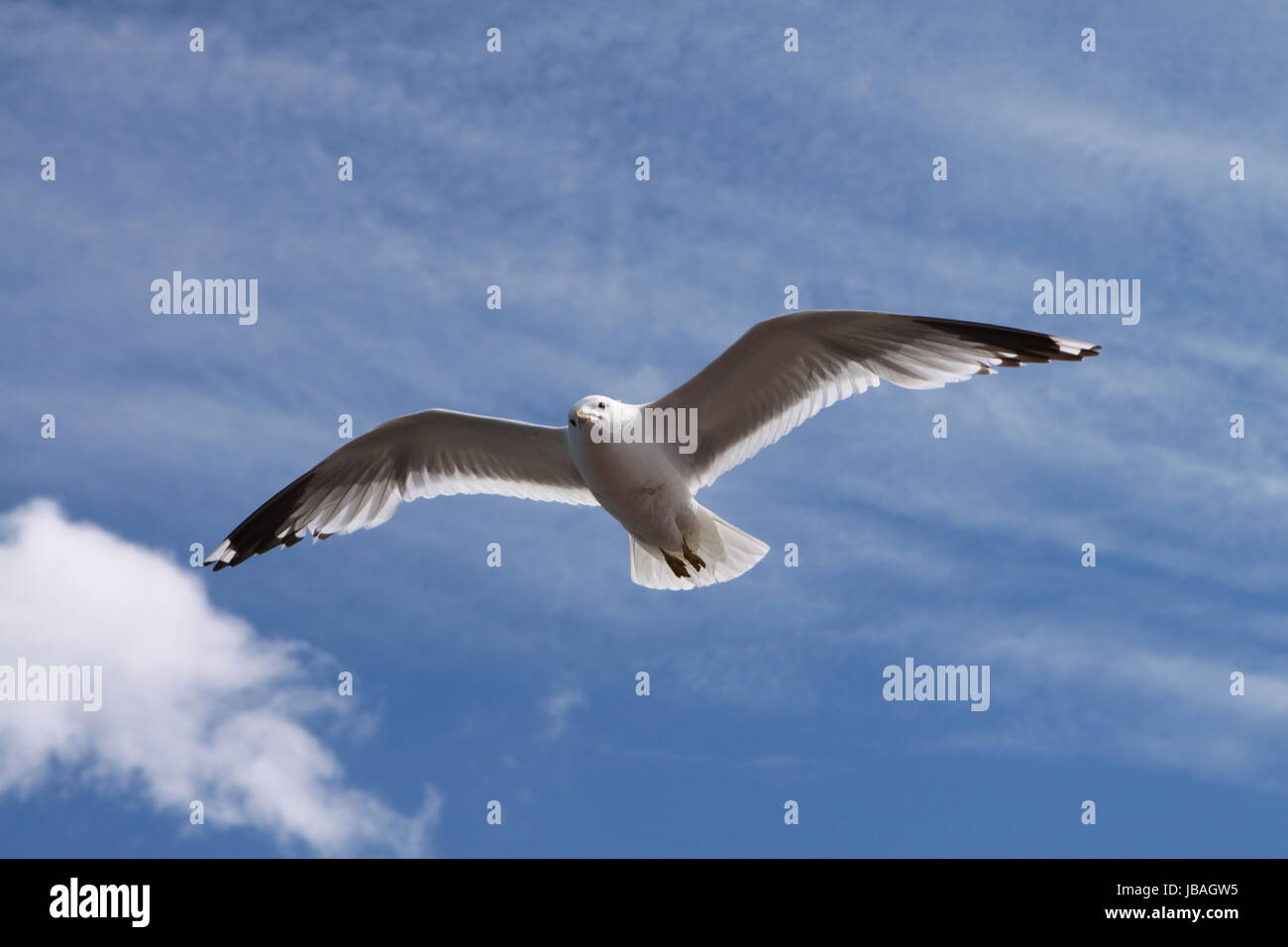 free as a bird Stock Photo - Alamy