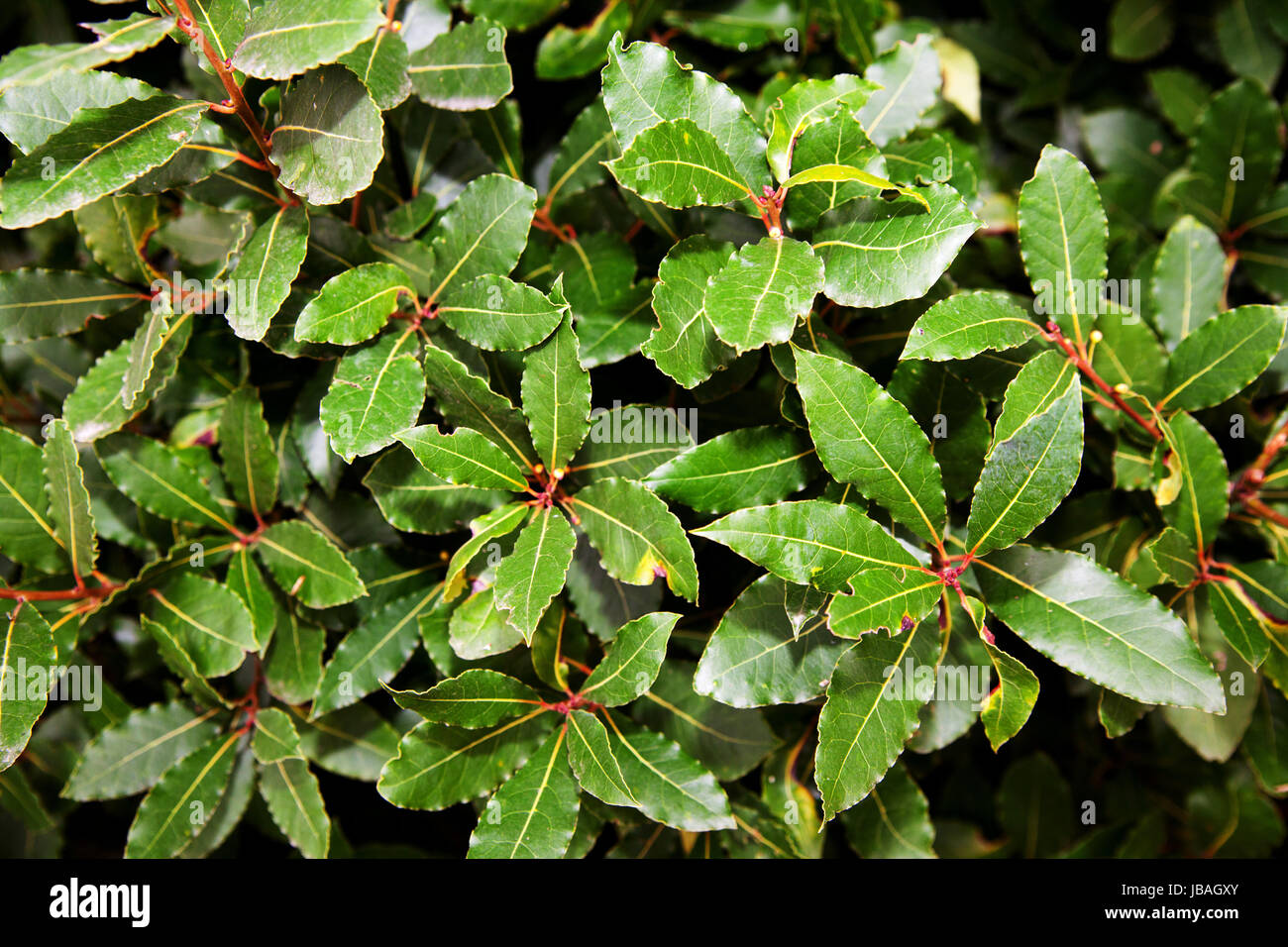 Laurel sheet hi-res stock photography and images - Alamy