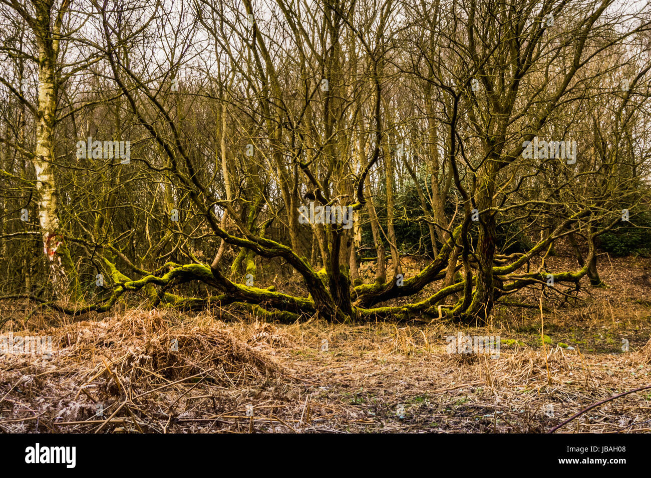 Branched tree in the middle of nowhere Stock Photo - Alamy