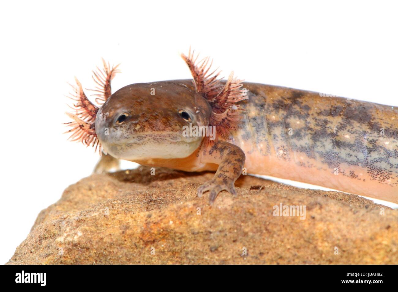 Two Lined Salamander