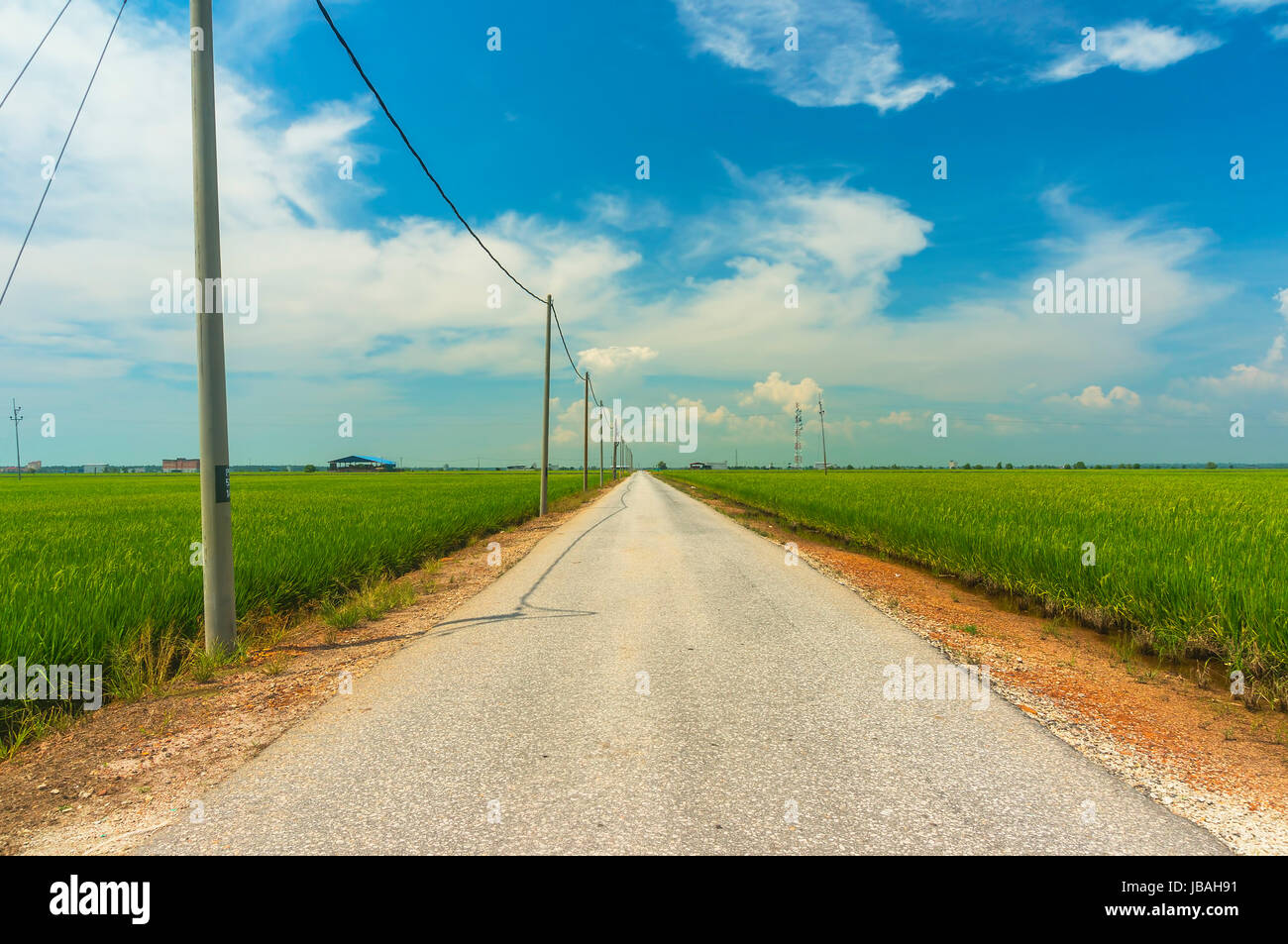 Country road in the middle of paddy fields at sekinchan, Malaysia Stock ...